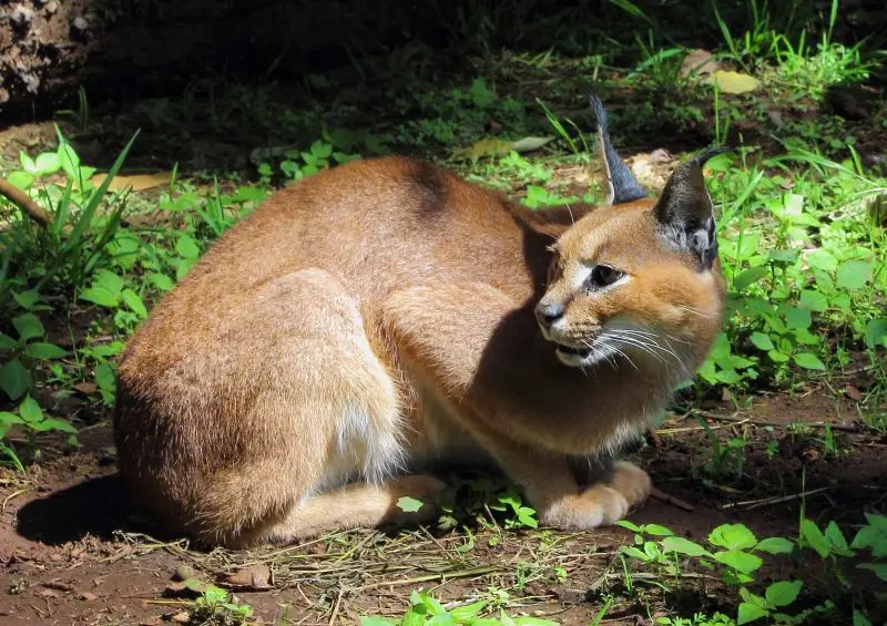 Caracal - Facts, Diet, Habitat & Pictures on Animalia.bio