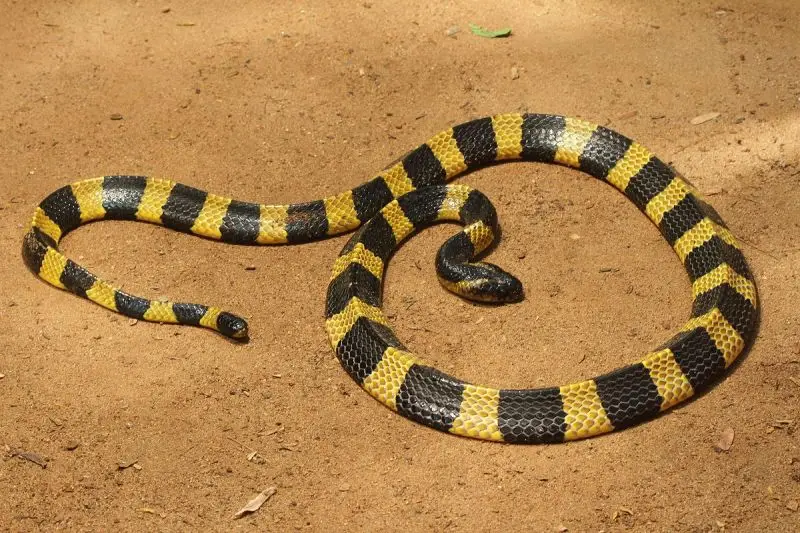 Banded Krait - Facts, Diet, Habitat & Pictures on Animalia.bio