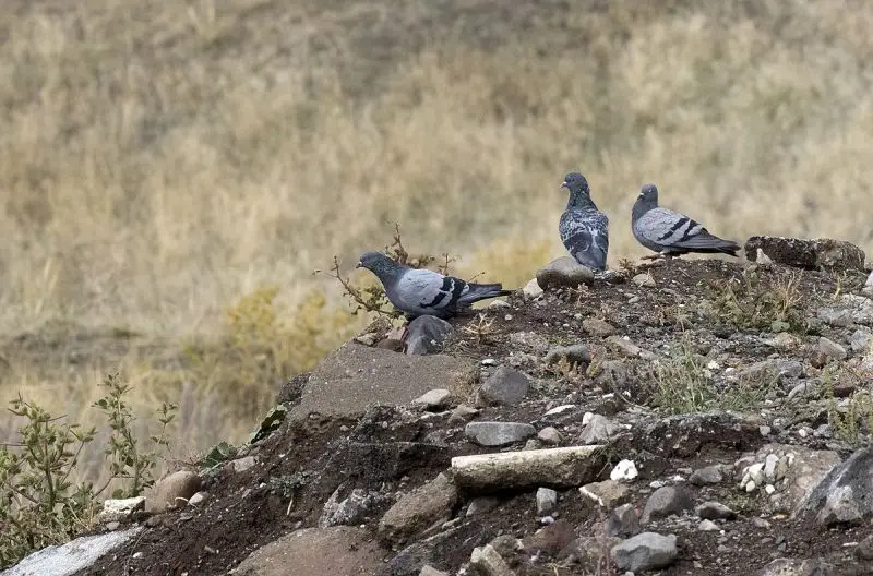 Rock Dove - Facts, Diet, Habitat & Pictures on Animalia.bio