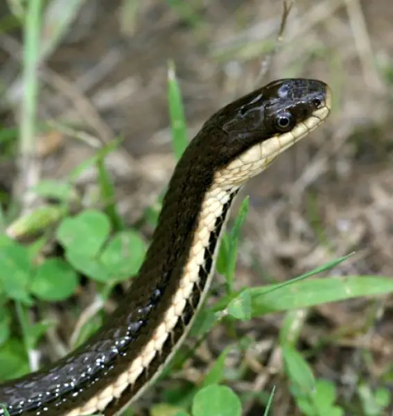 Queen Snake - Facts, Diet, Habitat & Pictures on Animalia.bio