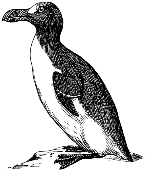 Great Auk - Facts, Diet, Habitat & Pictures on Animalia.bio
