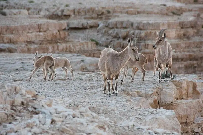 Nubian Ibex - Facts, Diet, Habitat & Pictures on Animalia.bio