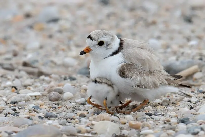 Piping Plover - Facts, Diet, Habitat & Pictures on Animalia.bio