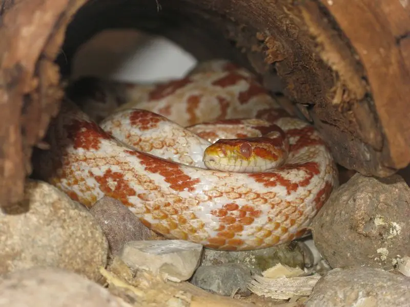 Corn Snake - Facts, Diet, Habitat & Pictures on Animalia.bio