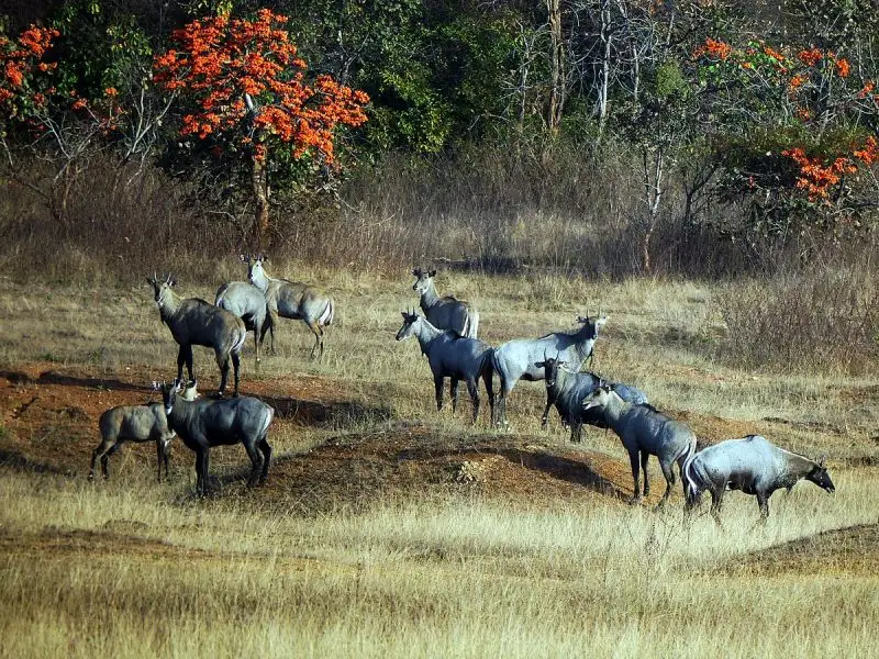 Nilgai - Facts, Diet, Habitat & Pictures on Animalia.bio