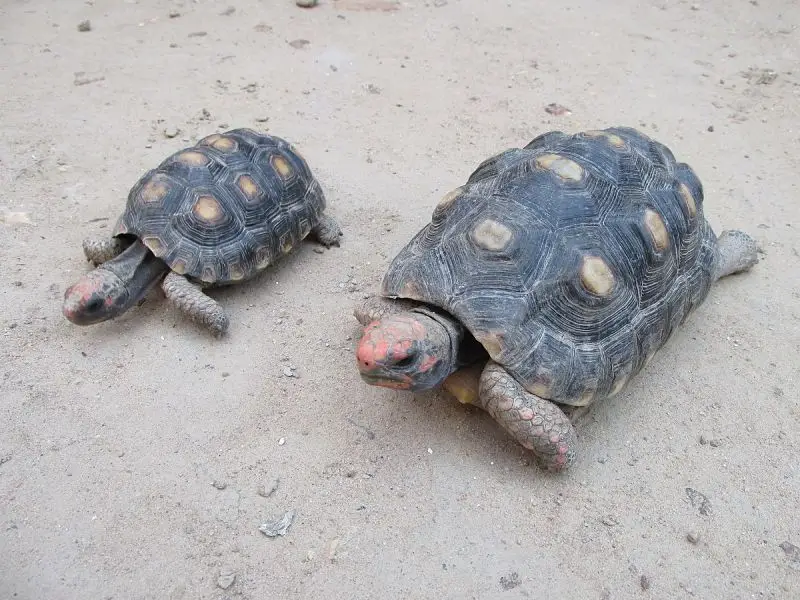 Red-Footed Tortoise - Facts, Diet, Habitat & Pictures on Animalia.bio