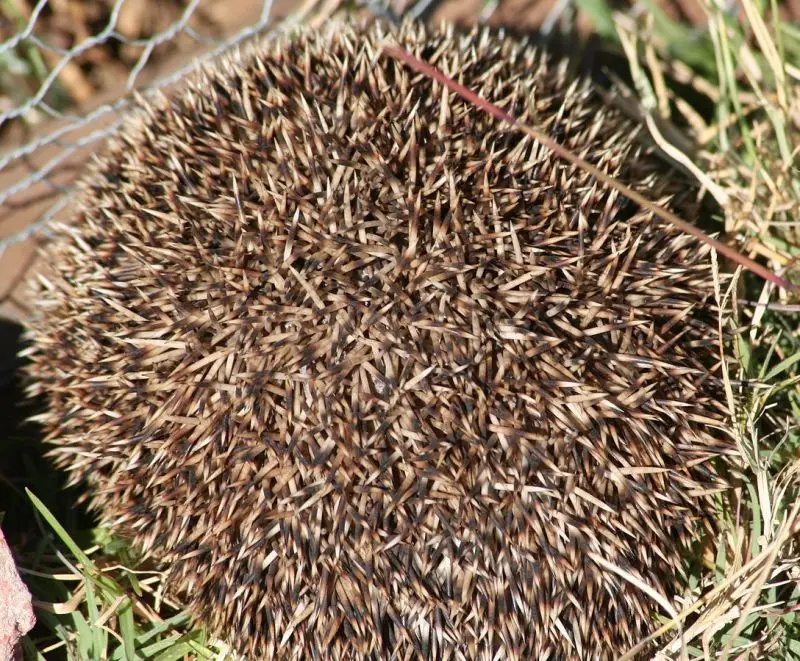 Southern African Hedgehog - Facts, Diet, Habitat & Pictures on Animalia.bio