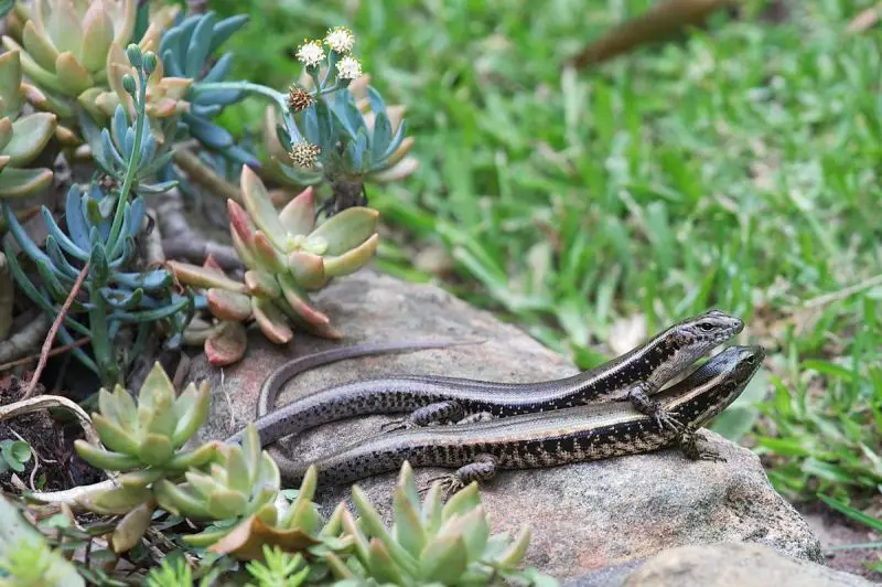Common Garden Skink - Facts, Diet, Habitat & Pictures on Animalia.bio
