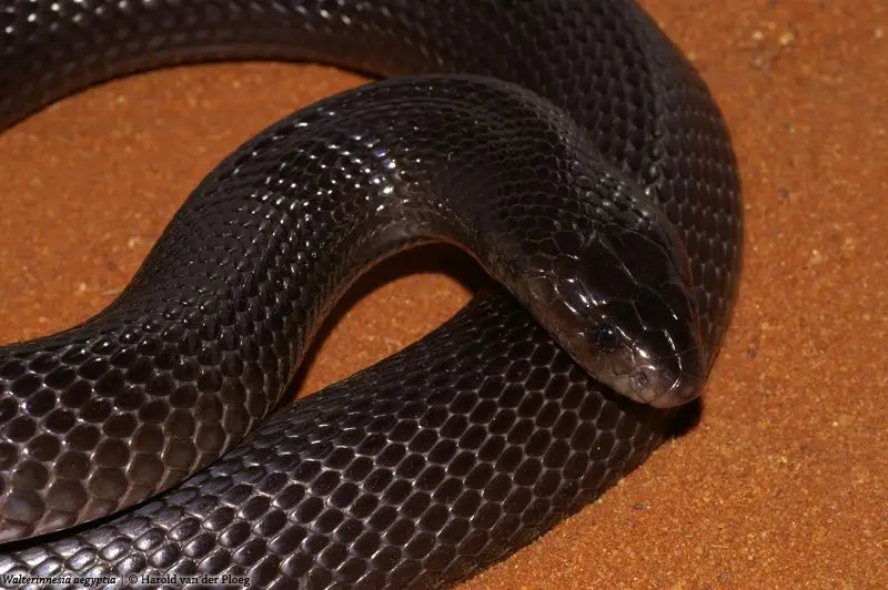 Desert Cobra - Facts, Diet, Habitat & Pictures on Animalia.bio
