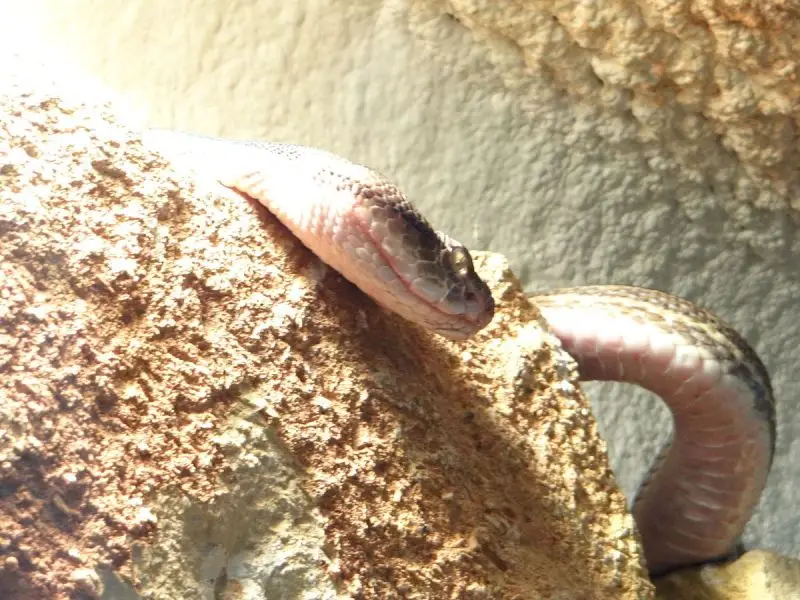 Habu - Facts, Diet, Habitat & Pictures on Animalia.bio