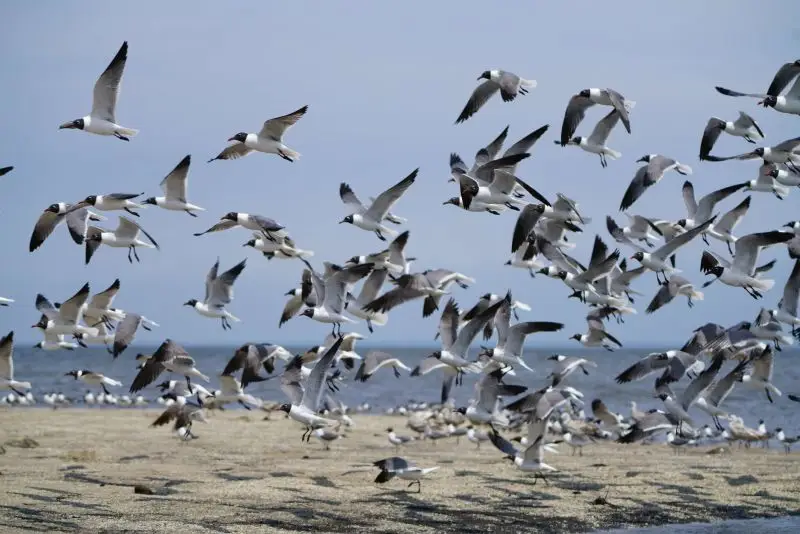 Laughing Gull - Facts, Diet, Habitat & Pictures on Animalia.bio