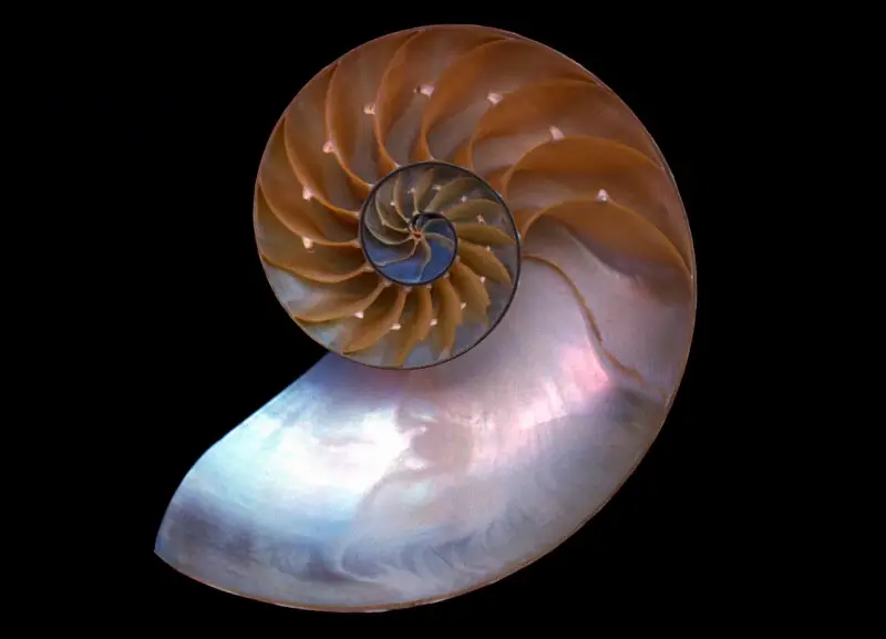 Nautilus macromphalus - Facts, Diet, Habitat & Pictures on Animalia.bio