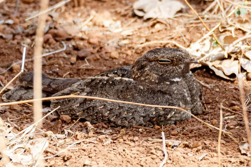 Savanna nightjar - Facts, Diet, Habitat & Pictures on Animalia.bio
