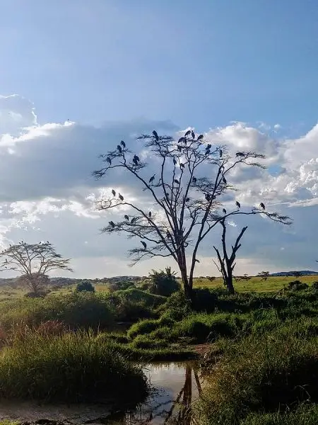 Marabou Stork - Facts, Diet, Habitat & Pictures on Animalia.bio