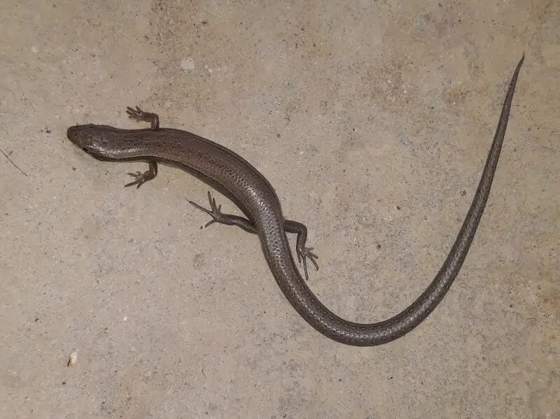 Desert lidless skink - Facts, Diet, Habitat & Pictures on Animalia.bio