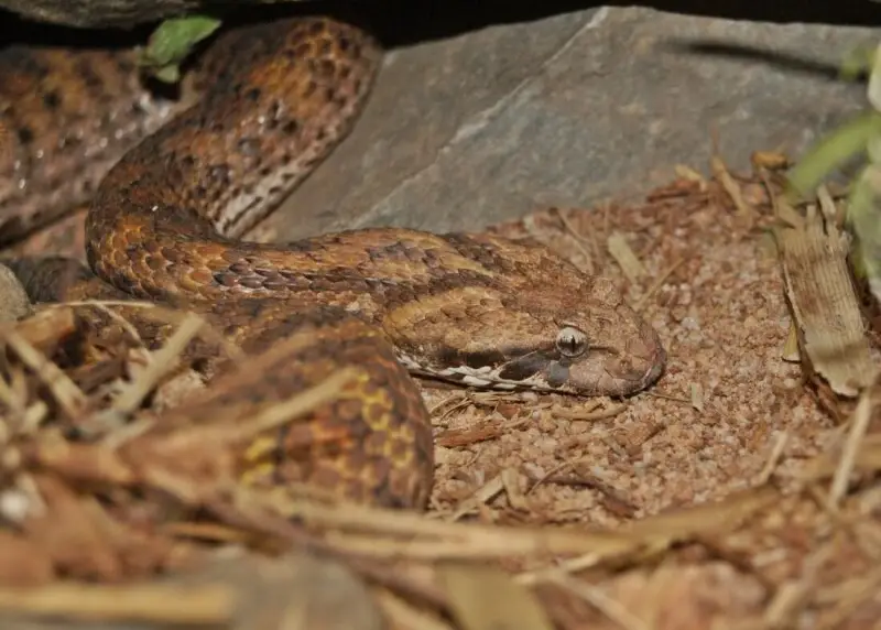 Northern death adder - Facts, Diet, Habitat & Pictures on Animalia.bio