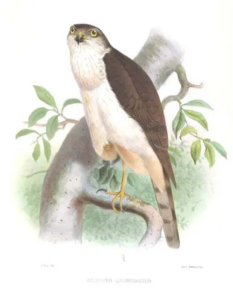 White-breasted hawk - Facts, Diet, Habitat & Pictures on Animalia.bio