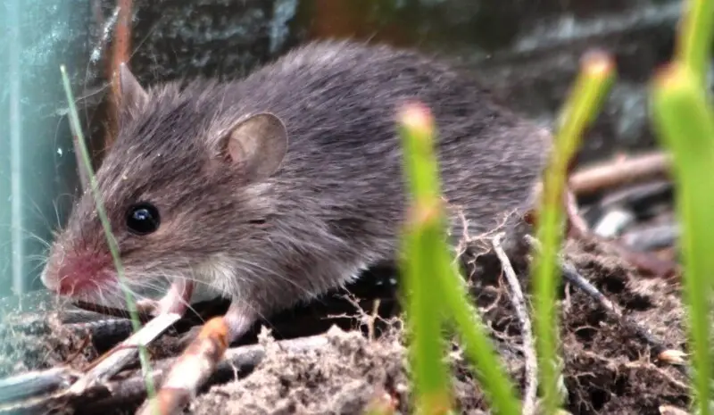 Cape spiny mouse - Facts, Diet, Habitat & Pictures on Animalia.bio