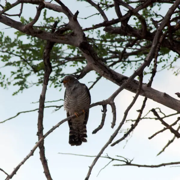 African cuckoo - Facts, Diet, Habitat & Pictures on Animalia.bio