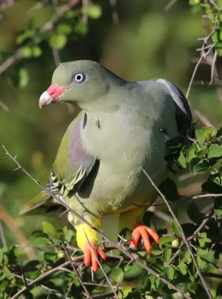 African green pigeon - Facts, Diet, Habitat & Pictures on Animalia.bio