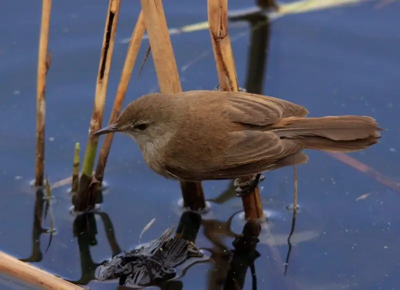 African reed warbler - Facts, Diet, Habitat & Pictures on Animalia.bio