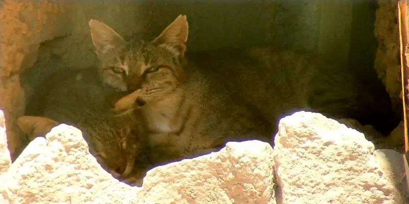 African wildcat - Facts, Diet, Habitat & Pictures on Animalia.bio