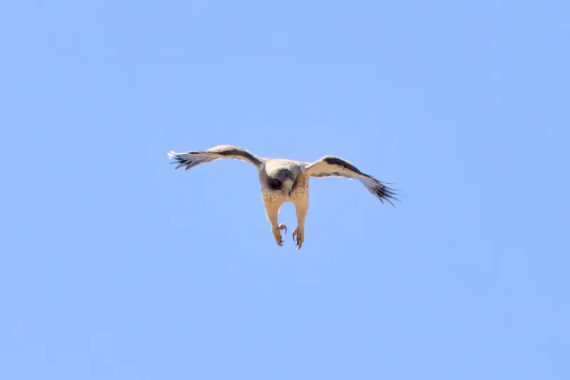 Booted eagle - Facts, Diet, Habitat & Pictures on Animalia.bio