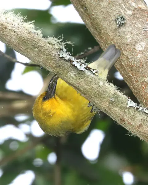 ʻAkiapolaʻau - Facts, Diet, Habitat & Pictures on Animalia.bio