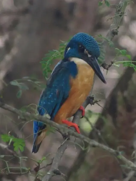 Half-collared kingfisher - Facts, Diet, Habitat & Pictures on Animalia.bio