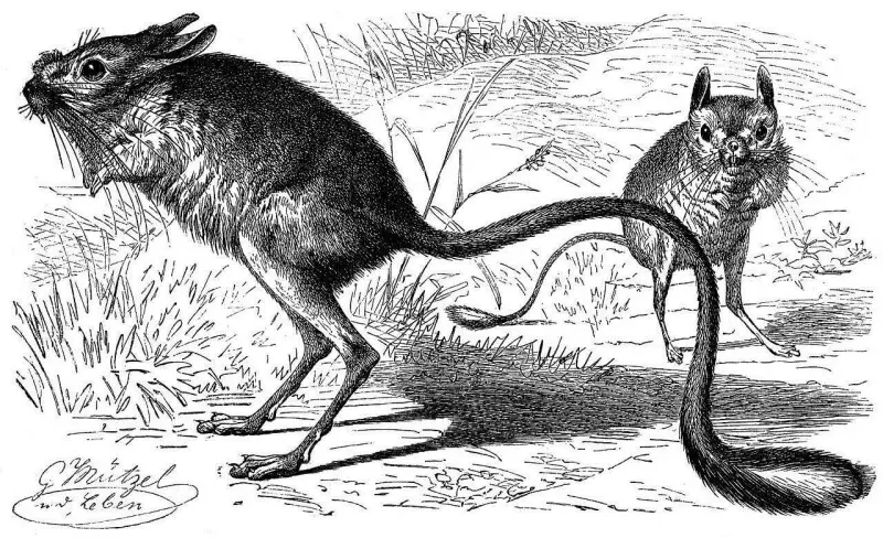 Great jerboa - Facts, Diet, Habitat & Pictures on Animalia.bio