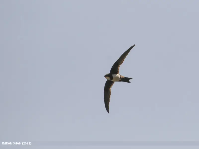 Alpine swift - Facts, Diet, Habitat & Pictures on Animalia.bio