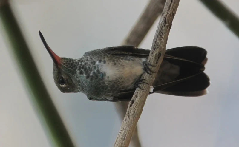 Chionomesa fimbriata - факти, дієта, ареал і фотографії на Animalia.bio