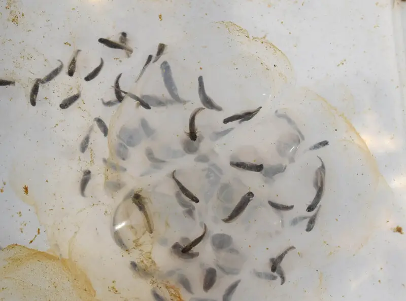 Spotted salamander - Facts, Diet, Habitat & Pictures on Animalia.bio