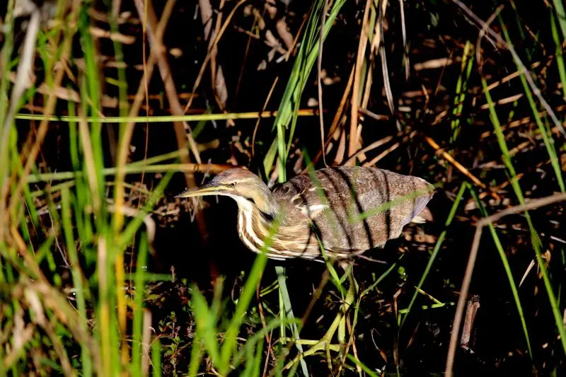 American Bittern - Facts, Diet, Habitat & Pictures on Animalia.bio
