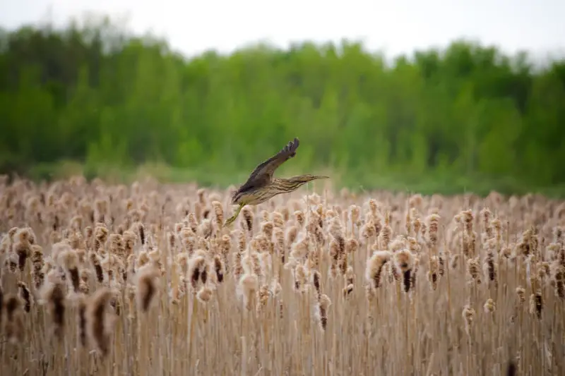 American Bittern - Facts, Diet, Habitat & Pictures on Animalia.bio