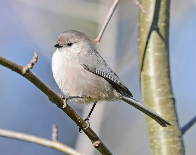 American bushtit - Facts, Diet, Habitat & Pictures on Animalia.bio