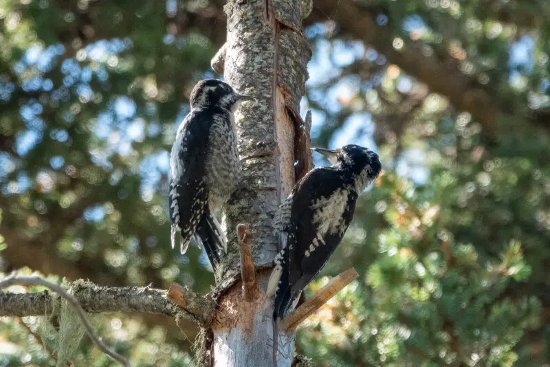 American three-toed woodpecker - Facts, Diet, Habitat & Pictures on ...