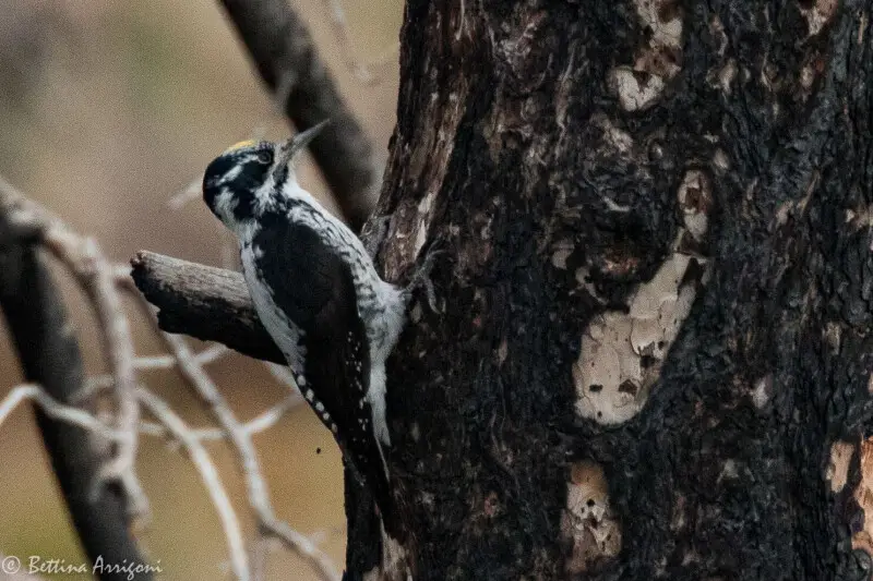 American three-toed woodpecker - Facts, Diet, Habitat & Pictures on ...