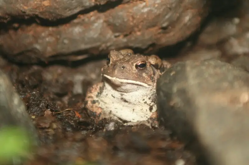 American toad - Facts, Diet, Habitat & Pictures on Animalia.bio