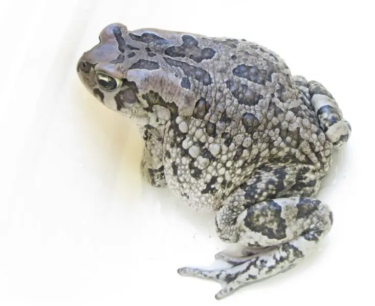Ranger's toad - Facts, Diet, Habitat & Pictures on Animalia.bio