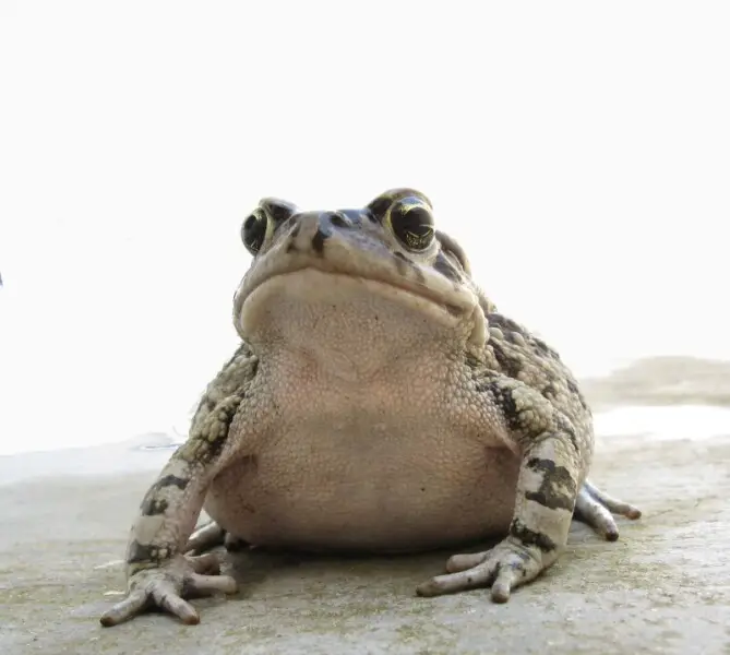 Ranger's toad - Facts, Diet, Habitat & Pictures on Animalia.bio