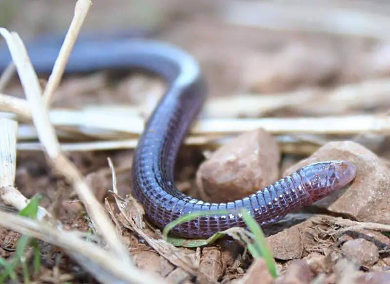 Iberian worm lizard - Facts, Diet, Habitat & Pictures on Animalia.bio
