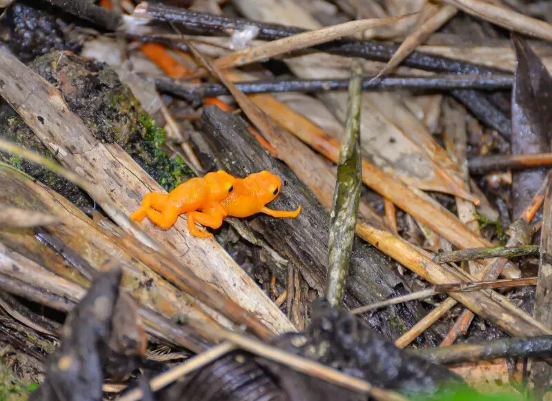 Pumpkin toadlet - Facts, Diet, Habitat & Pictures on Animalia.bio