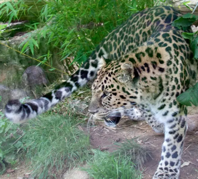 Amur leopard - Facts, Diet, Habitat & Pictures on Animalia.bio