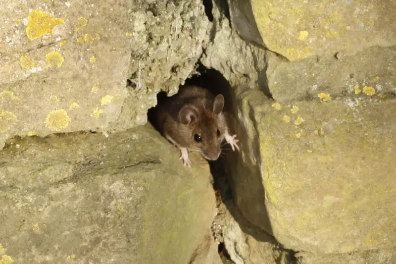 Wood Mouse - Facts, Diet, Habitat & Pictures on Animalia.bio