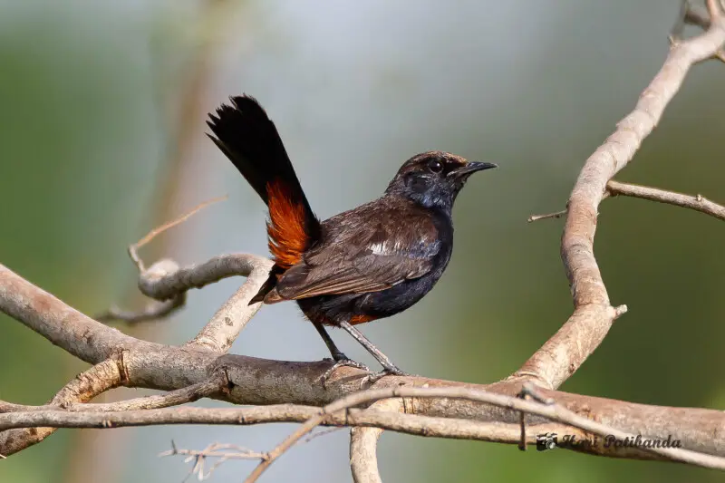 Indian robin - Facts, Diet, Habitat & Pictures on Animalia.bio