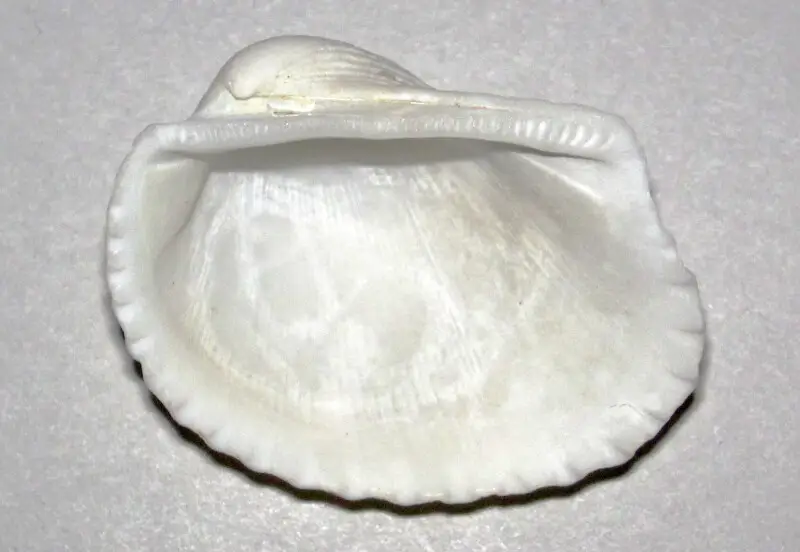 Anadara notabilis - Facts, Diet, Habitat & Pictures on Animalia.bio