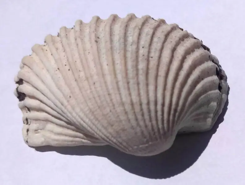 Anadara notabilis - факти, дієта, ареал і фотографії на Animalia.bio