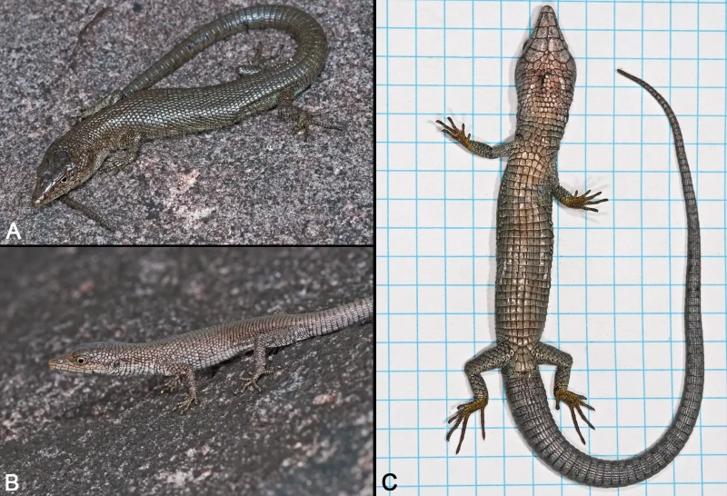 Oreosaurus mcdiarmidi - факти, дієта, ареал і фотографії на Animalia.bio