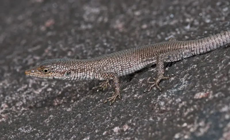 Oreosaurus mcdiarmidi - факти, дієта, ареал і фотографії на Animalia.bio